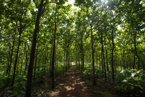 Creating a business model for sustainable native timber in Panama ...